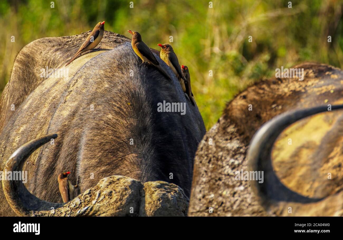 Oxpecker birds sitting on back of african cape buffalo at Kruger ...
