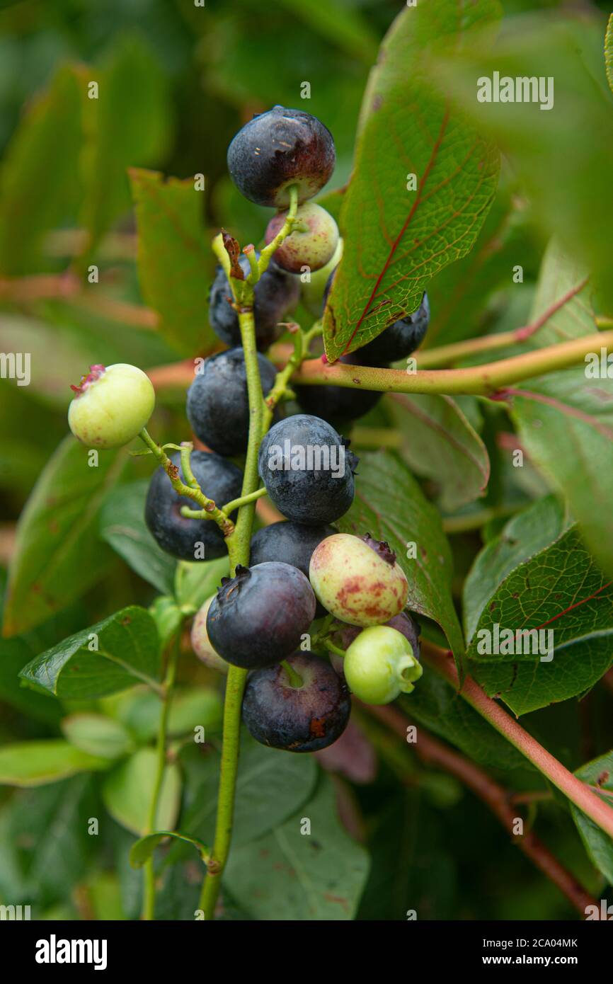 Blueberries fruits bush plant hi-res stock photography and images - Alamy