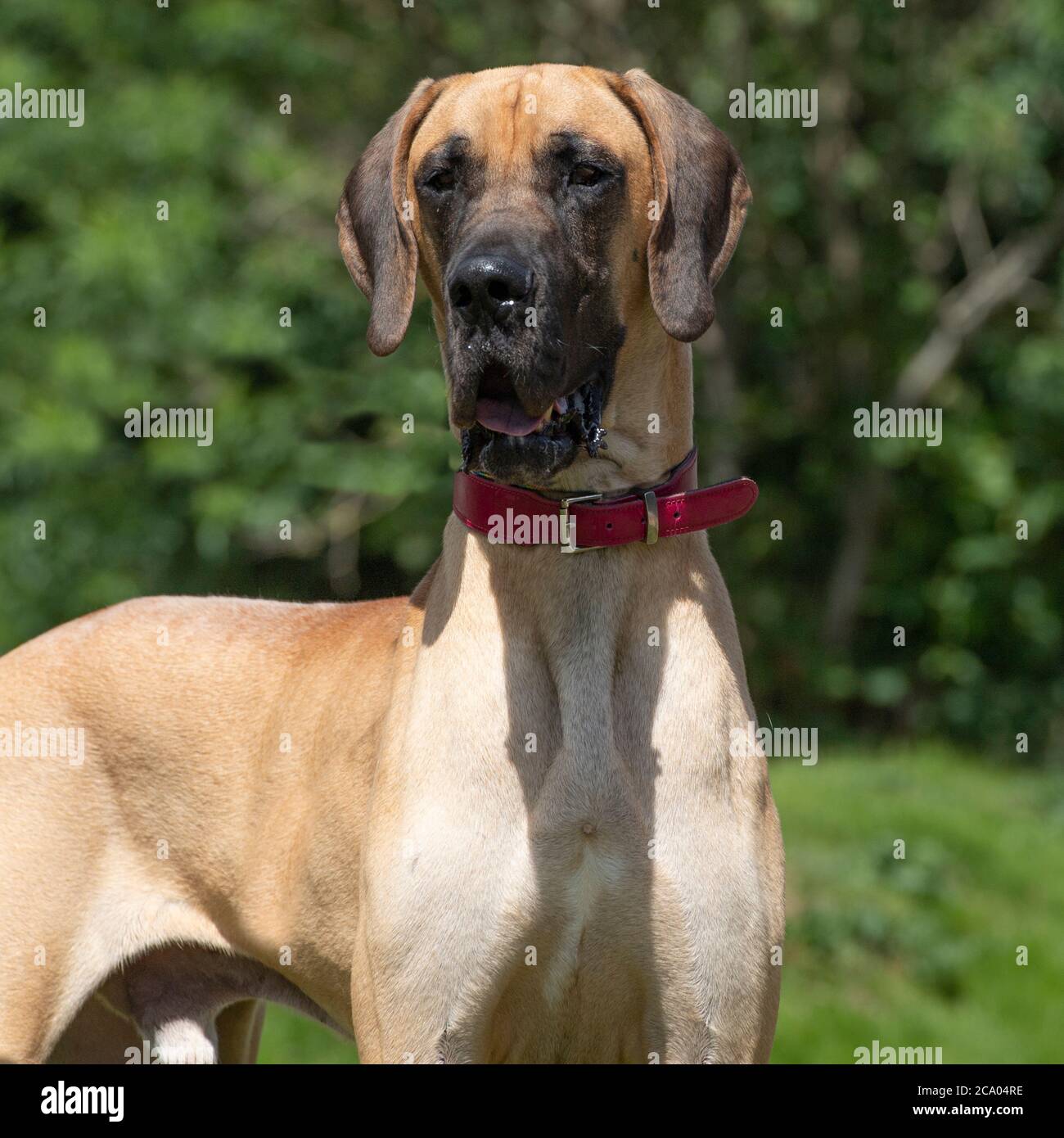 Great Dane High Resolution Stock Photography and Images - Alamy