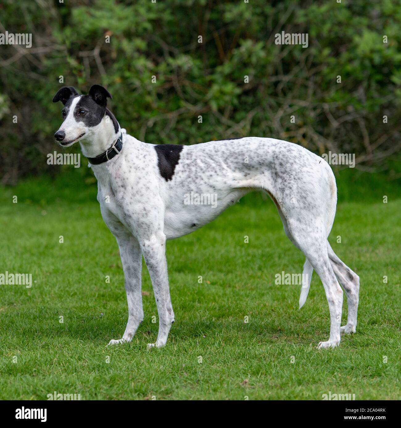 Black and white greyhound hi-res stock photography and images - Alamy