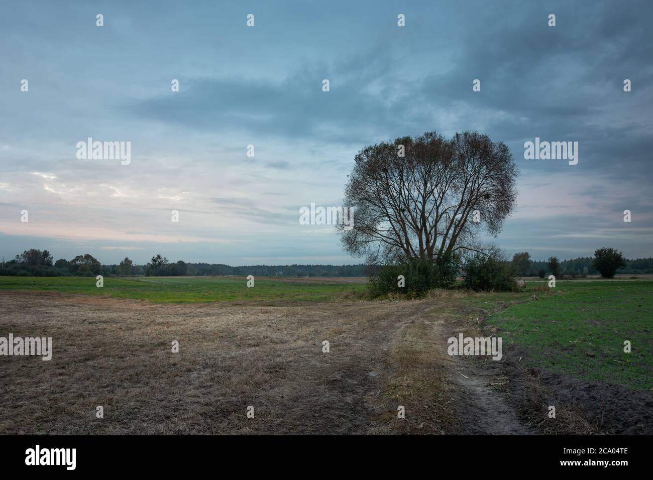 Large tree without leaves growing in the field, view on a cloudy ...