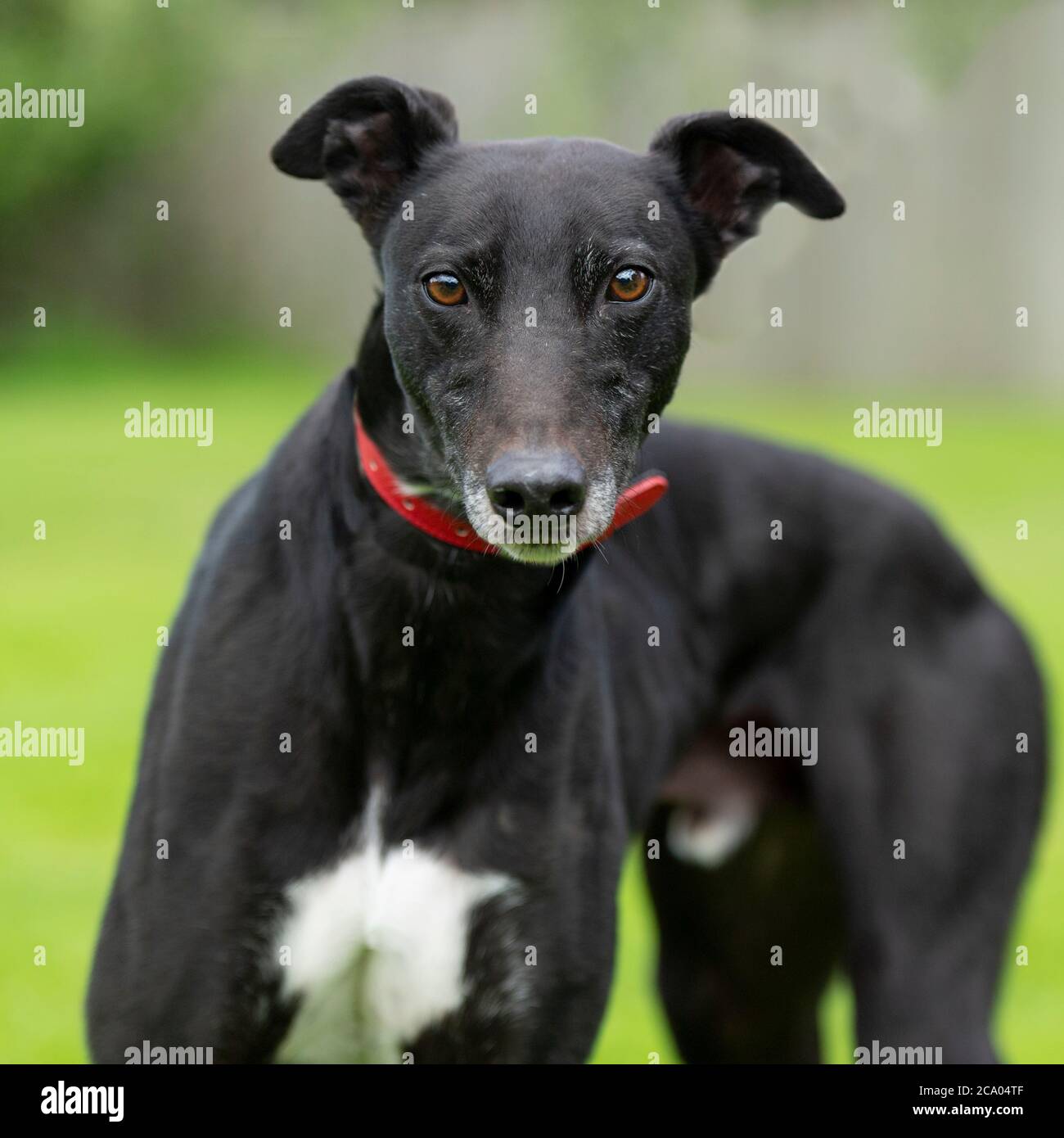 Black greyhound hi-res stock photography and images - Alamy