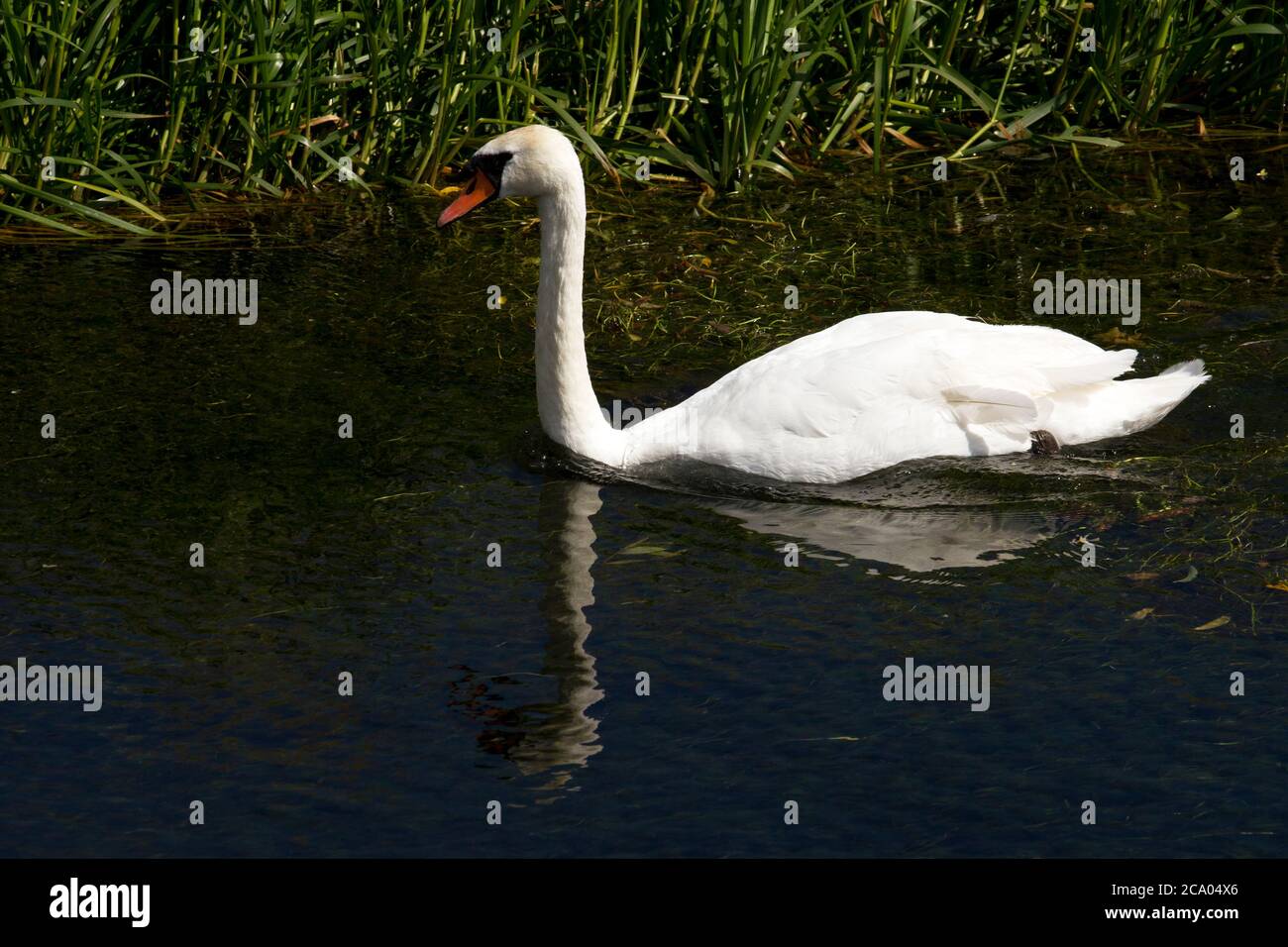 A male or 'cob' Mute Swan swims effortlessly upstream on West Beck, the ...