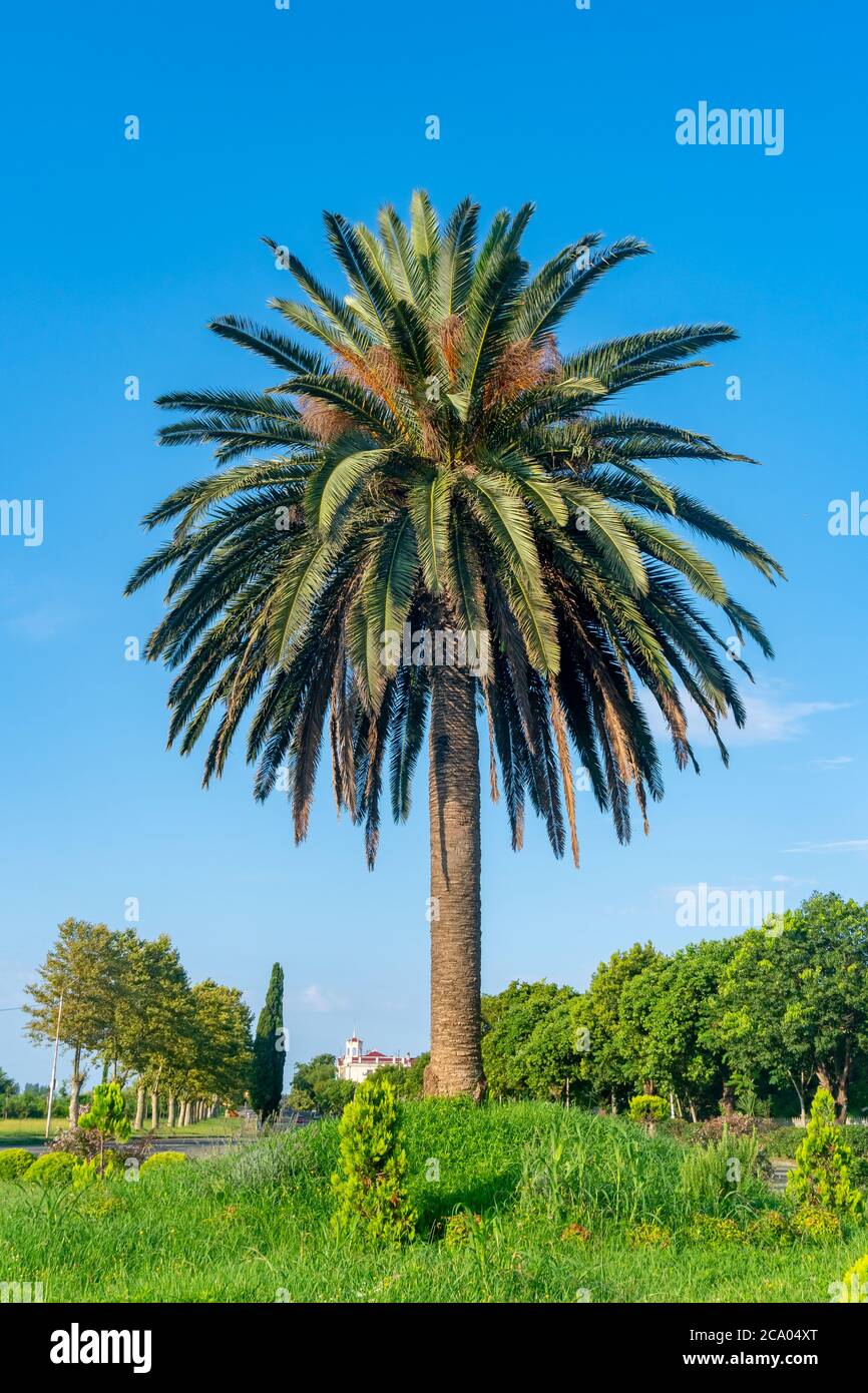 Big Palm Tree In The Center Of Poti Georgia Stock Photo Alamy