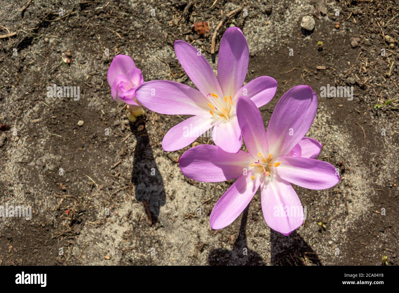 Wide open flowers hi-res stock photography and images - Alamy
