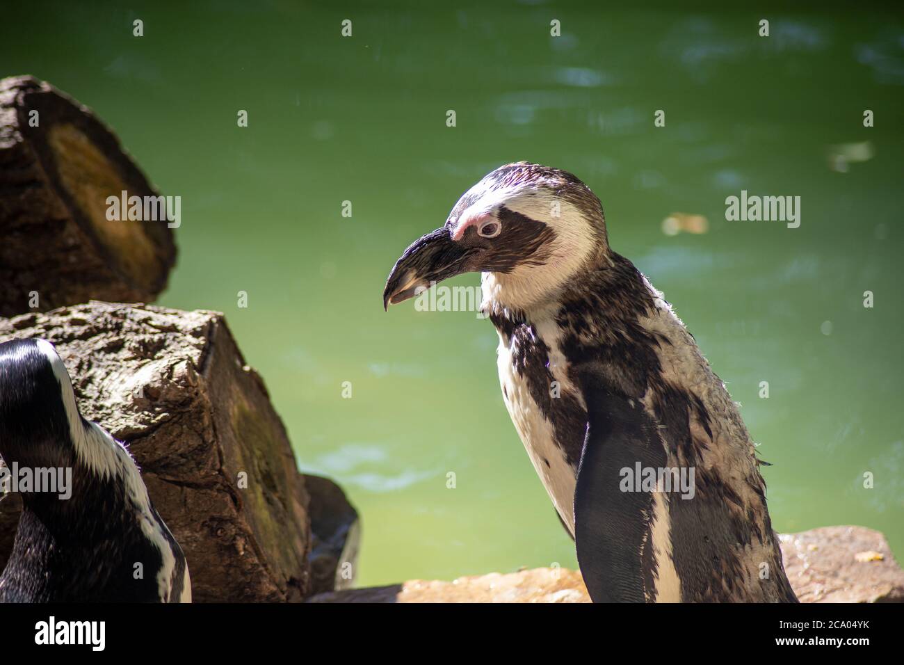 group of African penguins in wildlife park Stock Photo - Alamy