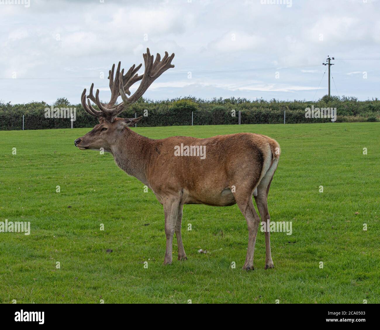 Profile of stag hi-res stock photography and images - Alamy