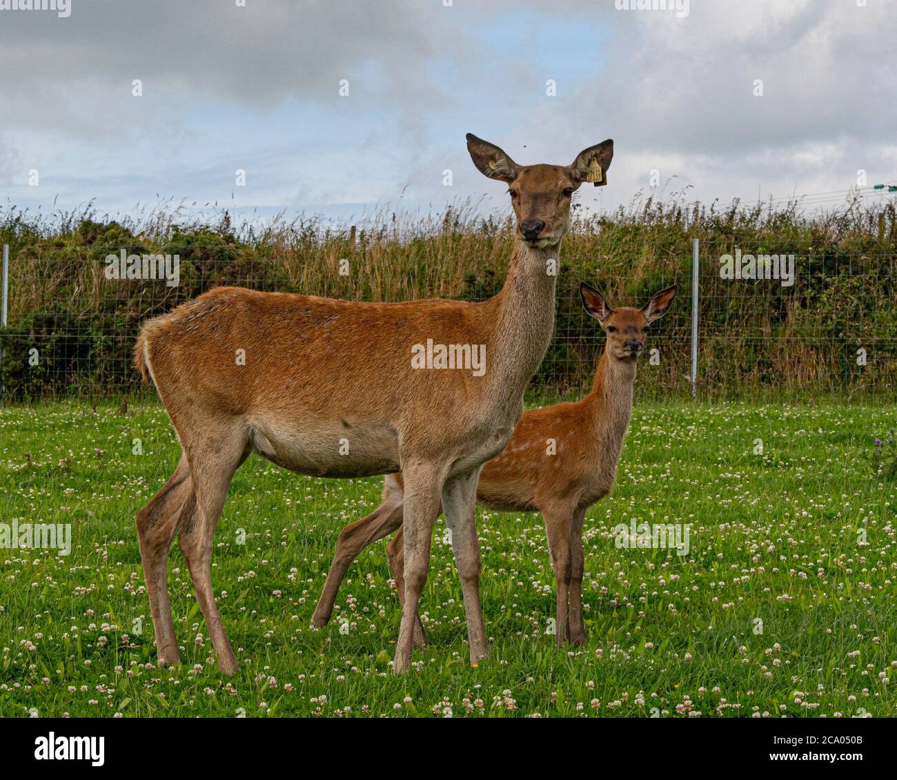 Calf breeding hi-res stock photography and images - Alamy