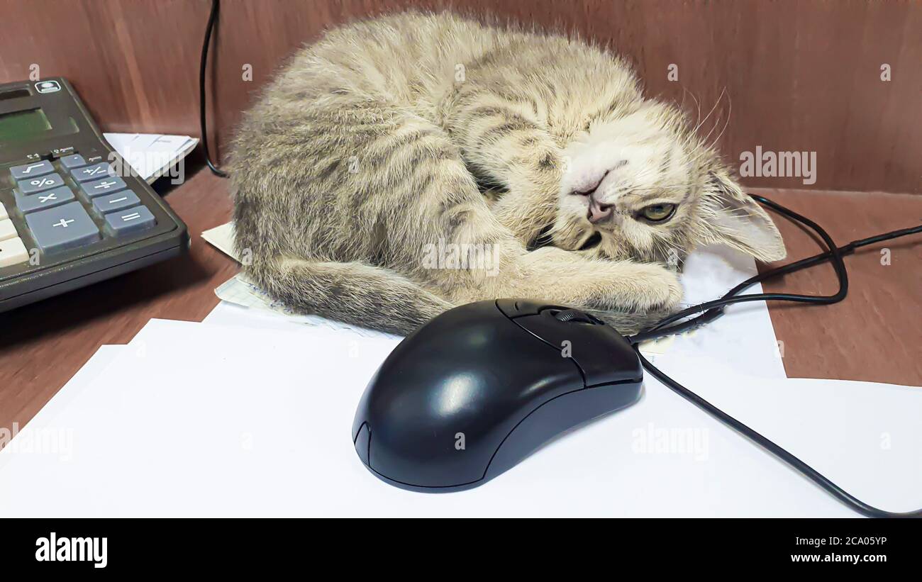 Little kitten plays with a computer mouse on the desktop. Foreground ...
