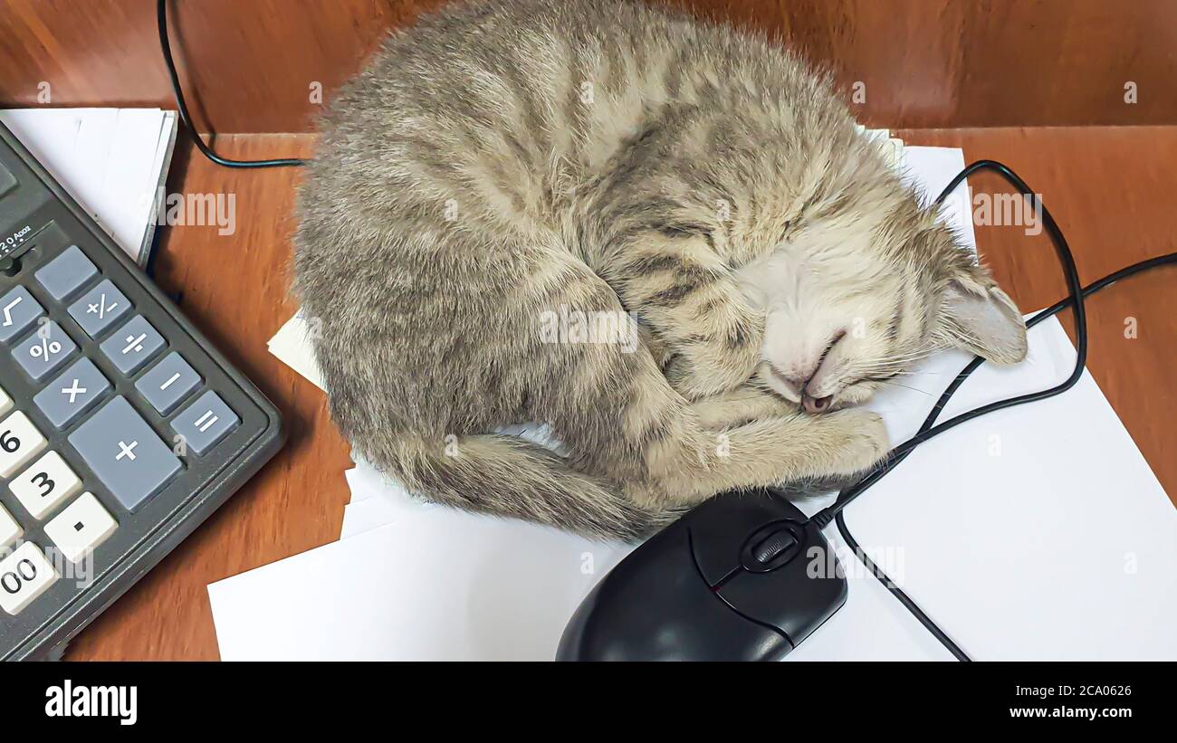 Little kitten plays with a computer mouse on the desktop. Foreground ...