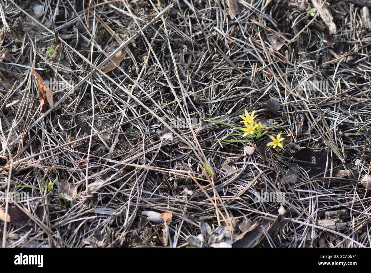 Sand thistle hi-res stock photography and images - Alamy