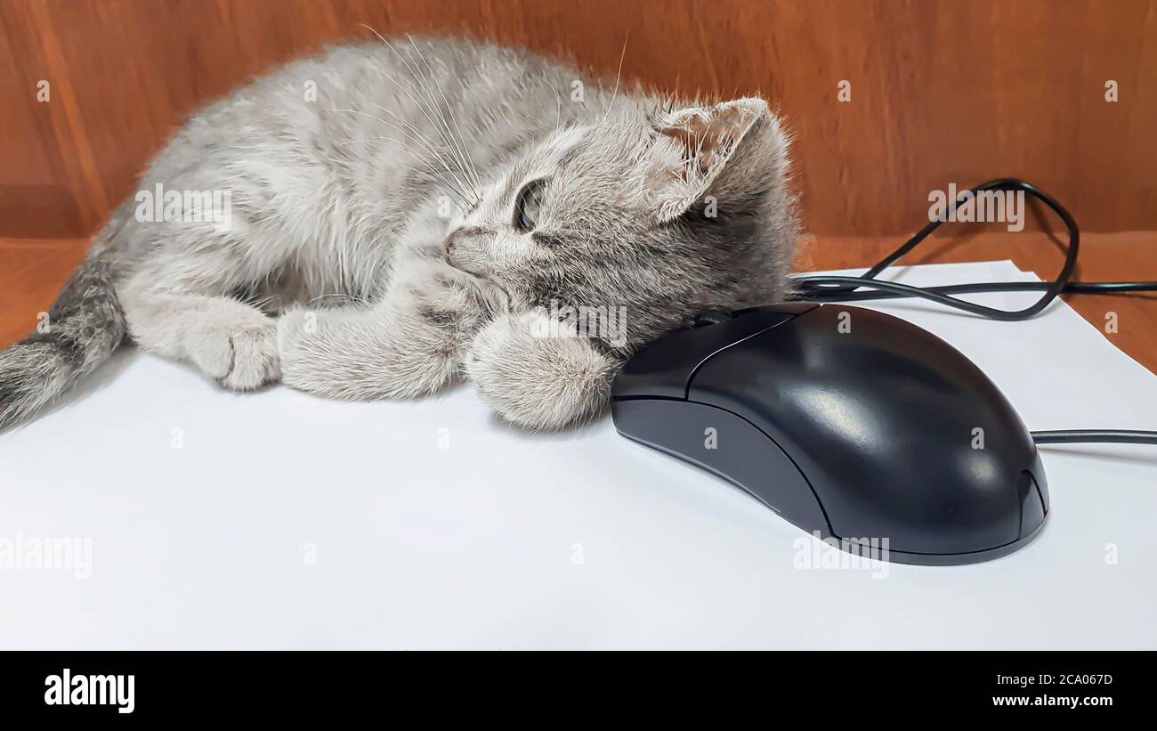 Little kitten plays with a computer mouse on the desktop. Foreground ...