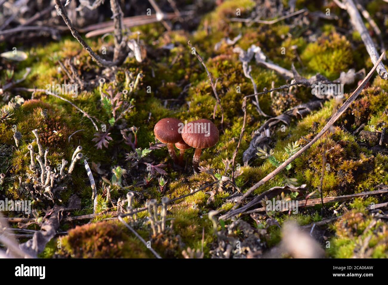 Sand thistle hi-res stock photography and images - Alamy