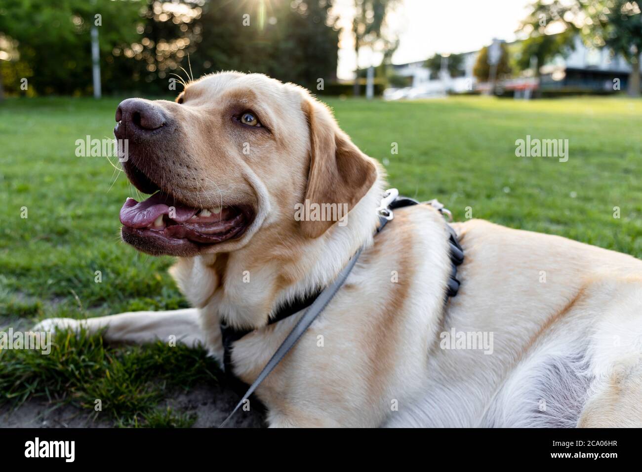 Dog laying on grass labrador hi-res stock photography and images - Alamy