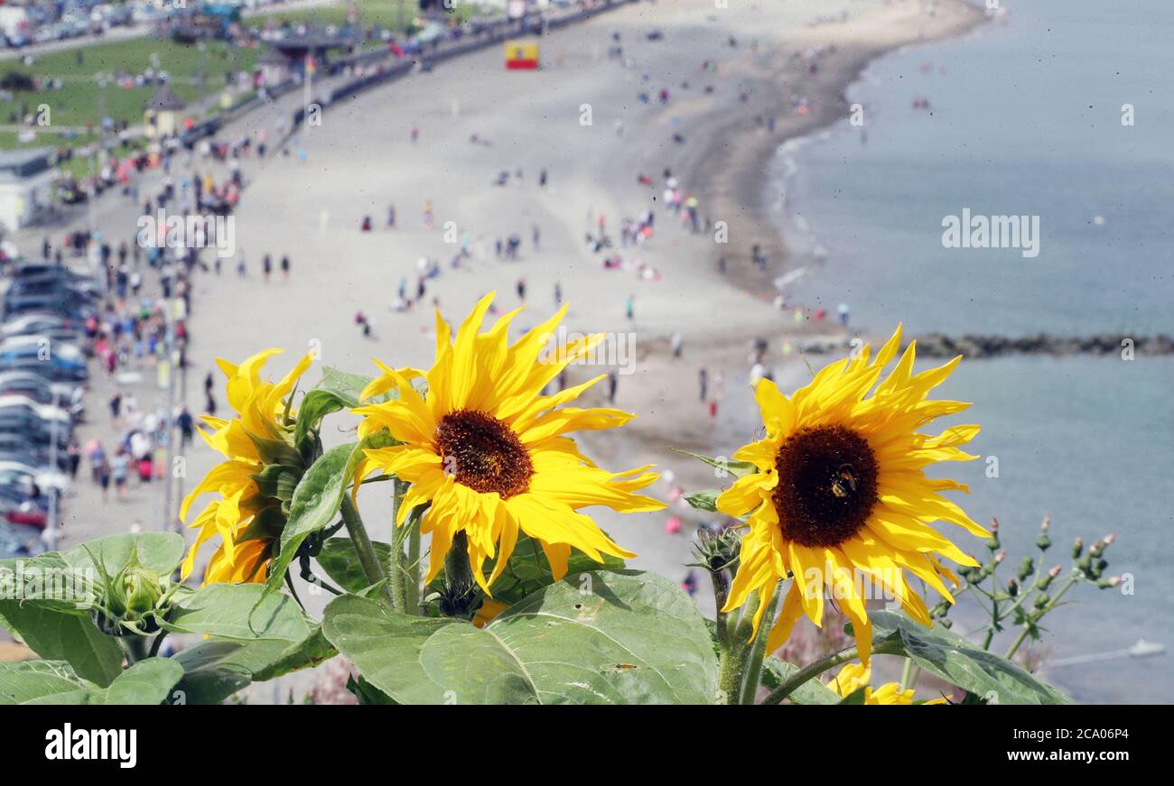 Holiday in bray hi-res stock photography and images - Alamy