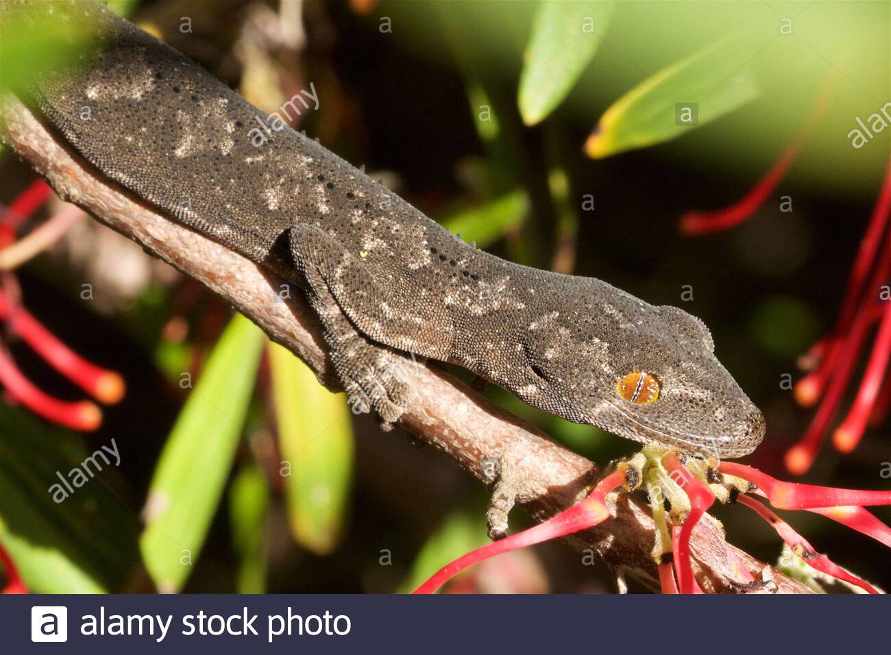 Gray Lizards High Resolution Stock Photography and Images - Alamy