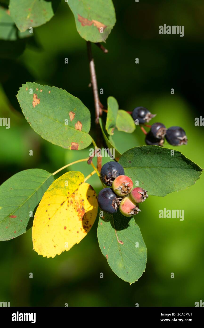 Serviceberry along Potlatch Canyon Trail, Clearwater National Forest ...