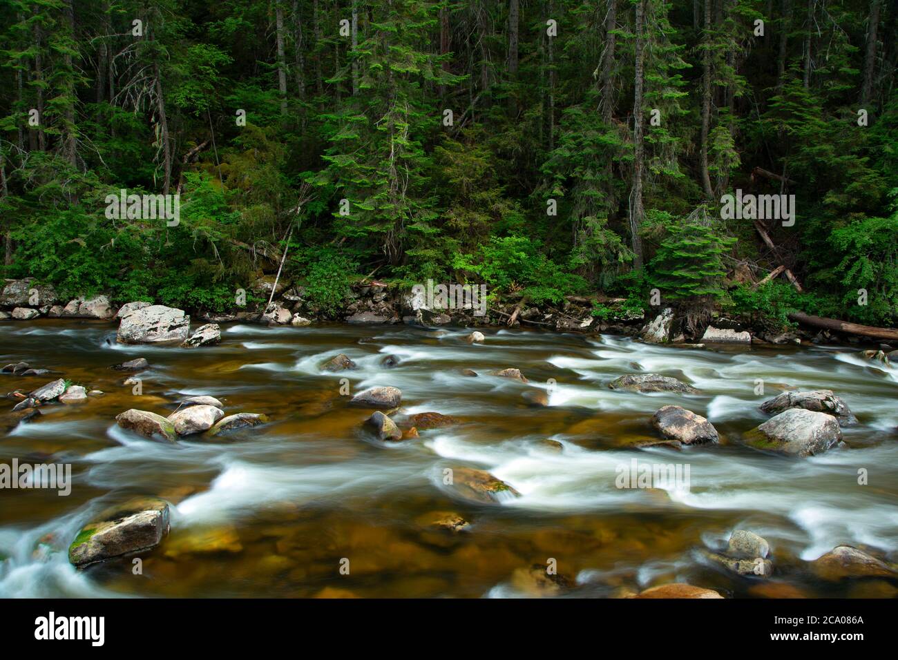 South Fork Clearwater River, Nez Perce National Forest, Idaho Stock ...