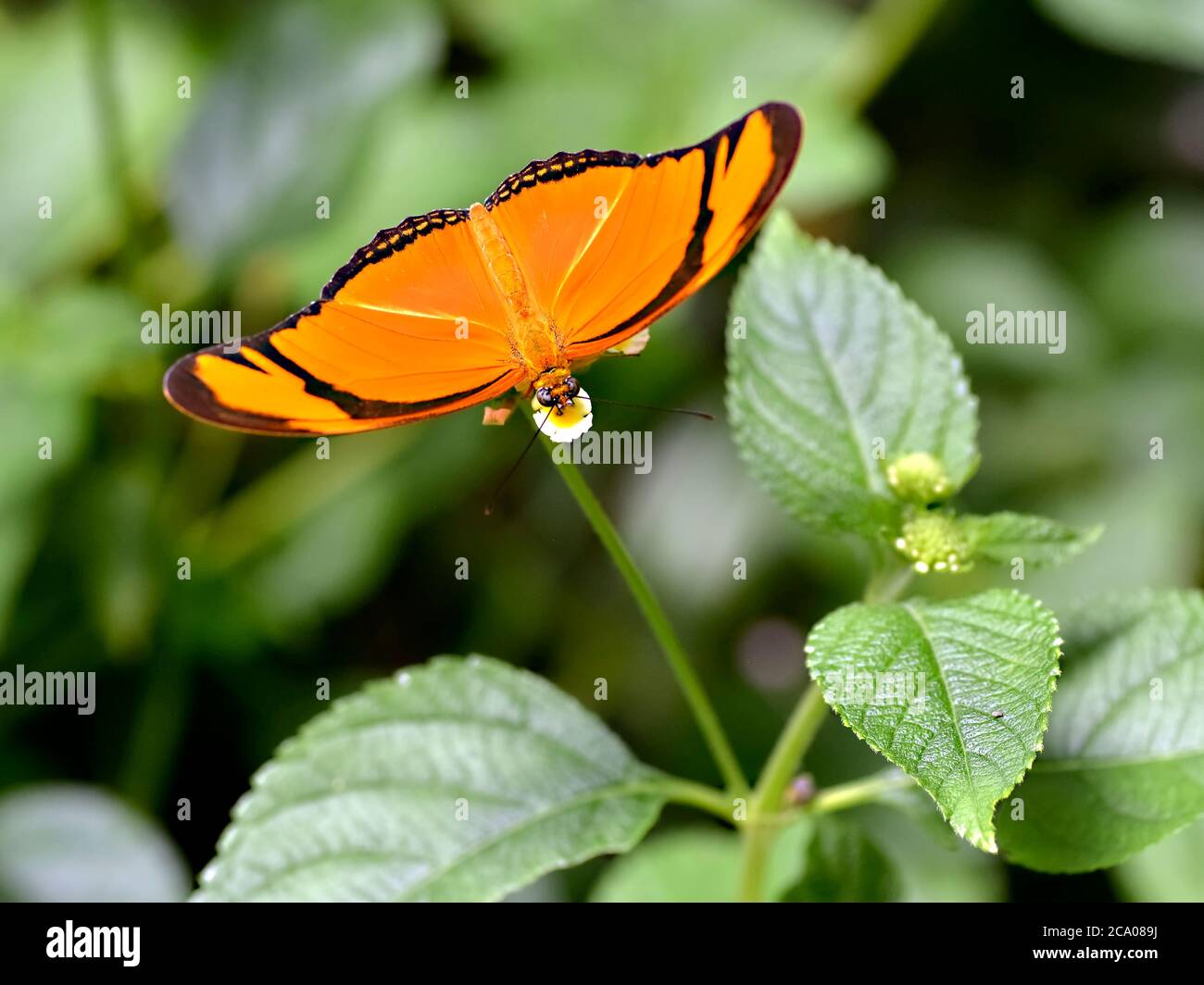 Julia butterfly hi-res stock photography and images - Alamy