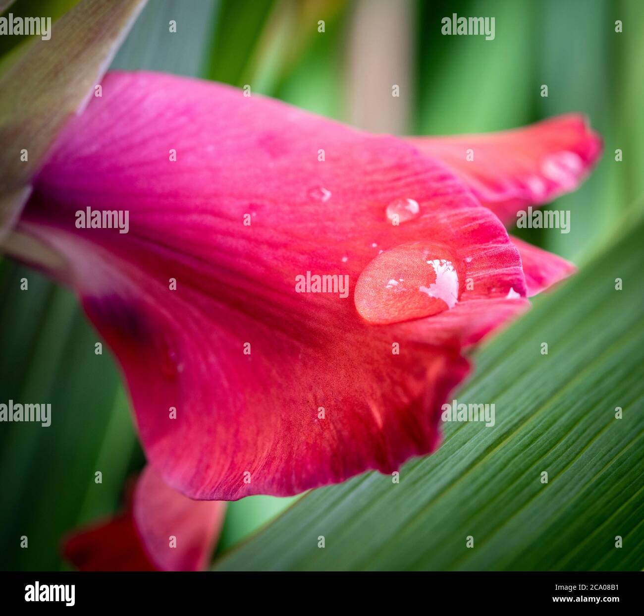 Pink reddish gladioli,close up,macro,morning dew,water droplets Stock ...