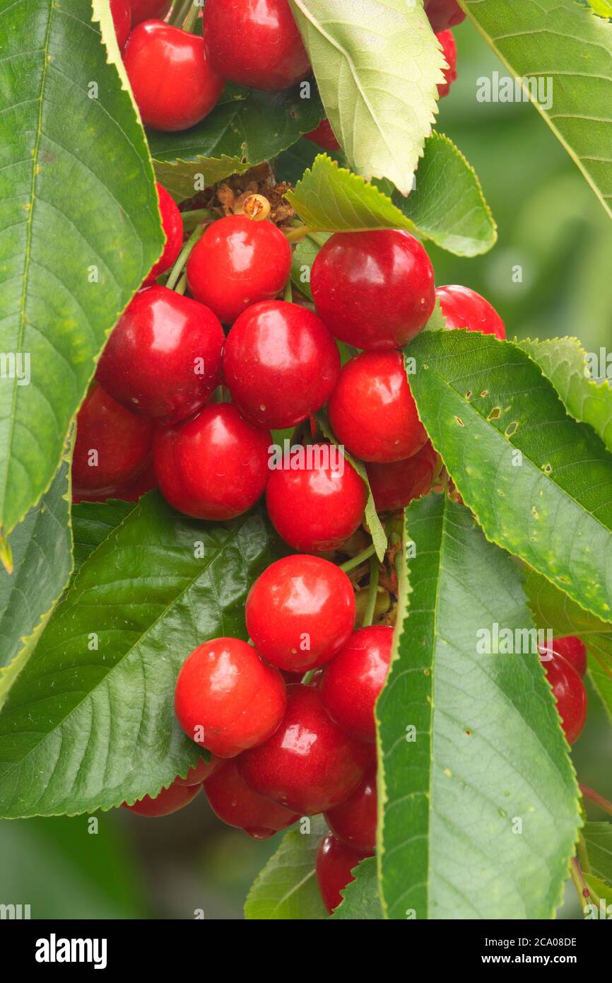 Cherry upick hi-res stock photography and images - Alamy