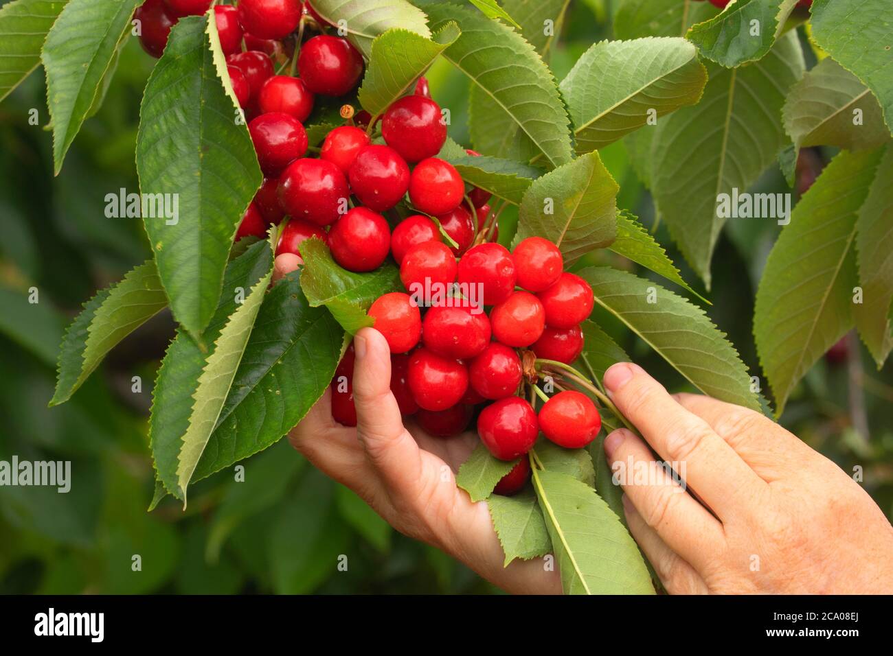 Cherry upick hi-res stock photography and images - Alamy
