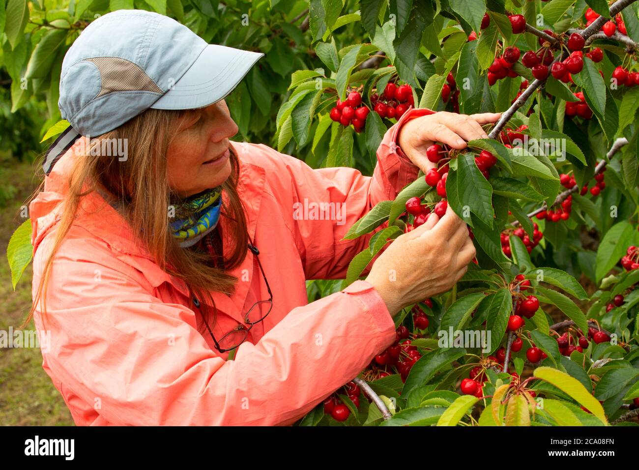 Cherries orchard hi-res stock photography and images - Alamy