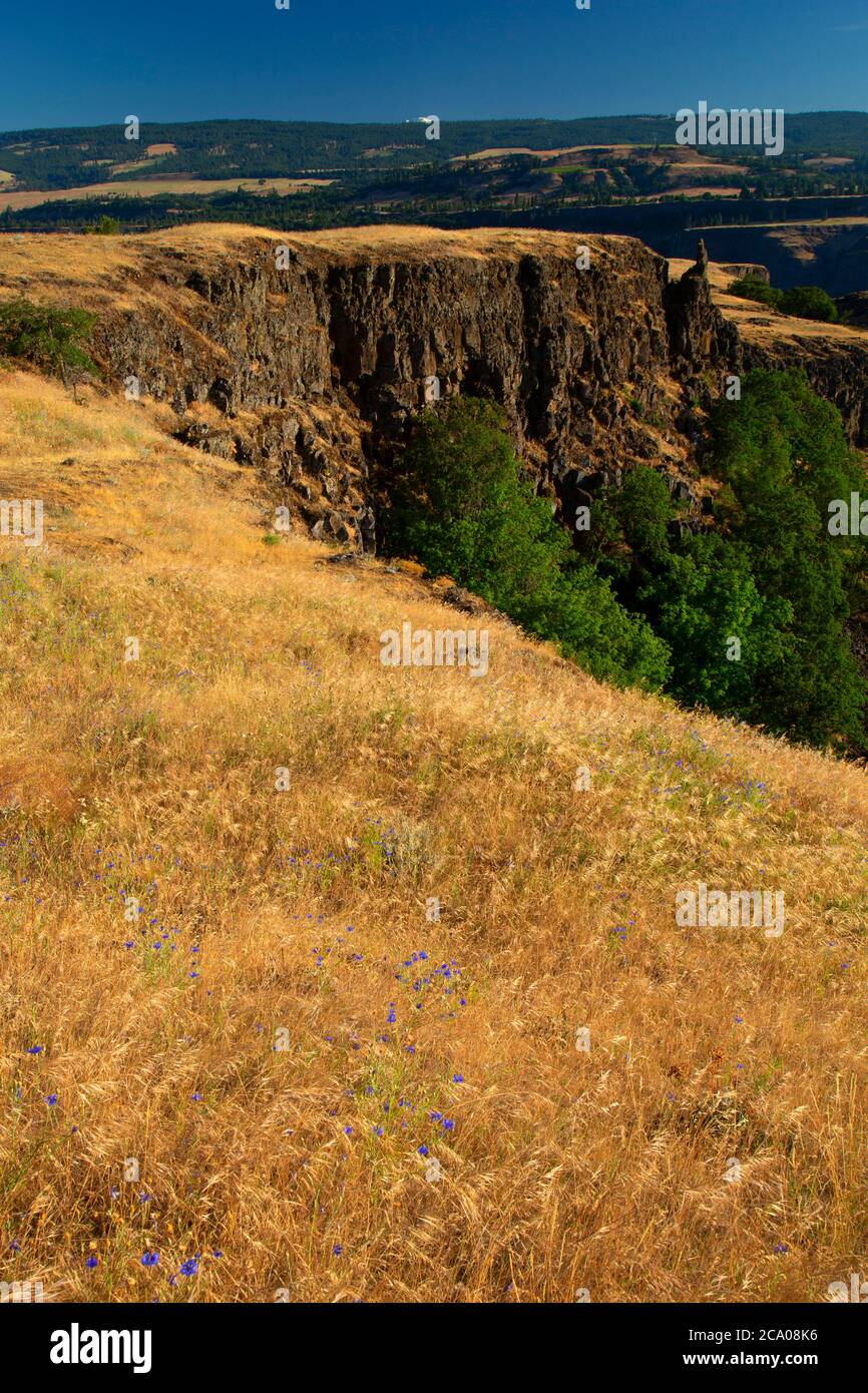 Plateau grassland, Tom McCall Preserve, Columbia River Gorge National ...