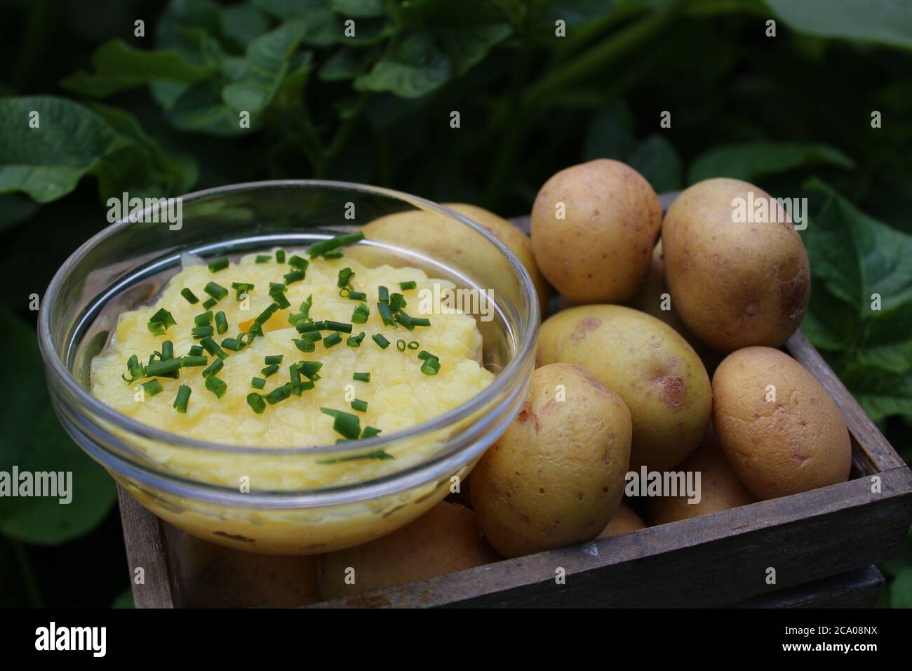The picture shows potato salad and potatoes in a potato field Stock ...