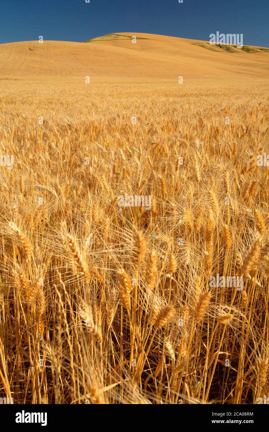 Farming united states golden hi-res stock photography and images - Alamy