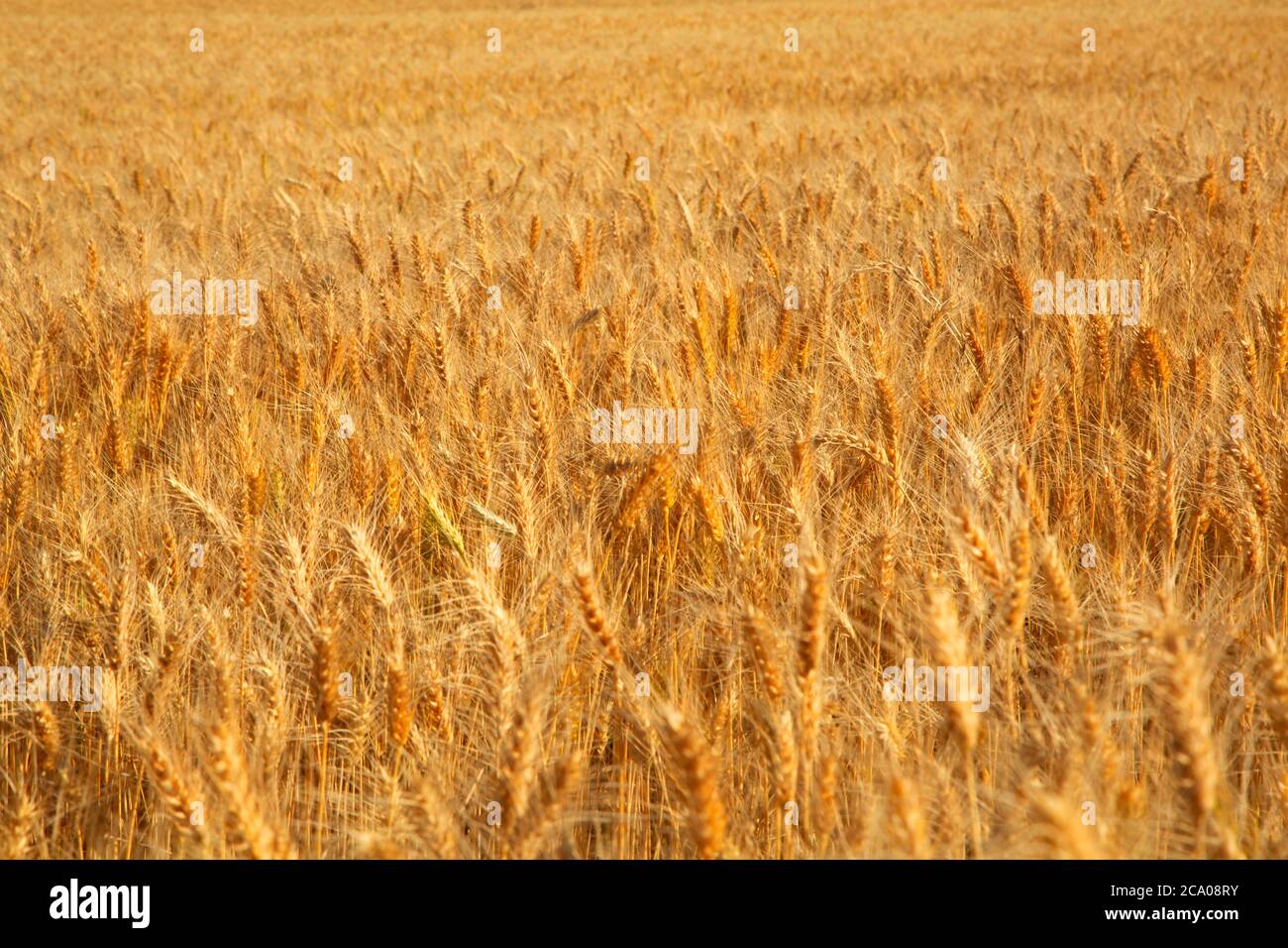 Walla walla washington hi-res stock photography and images - Alamy
