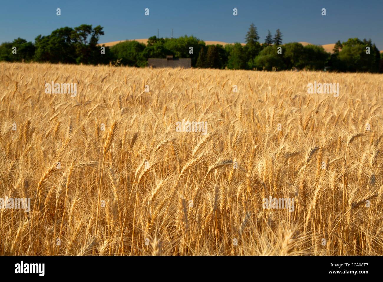 Walla walla county washington hi-res stock photography and images - Alamy
