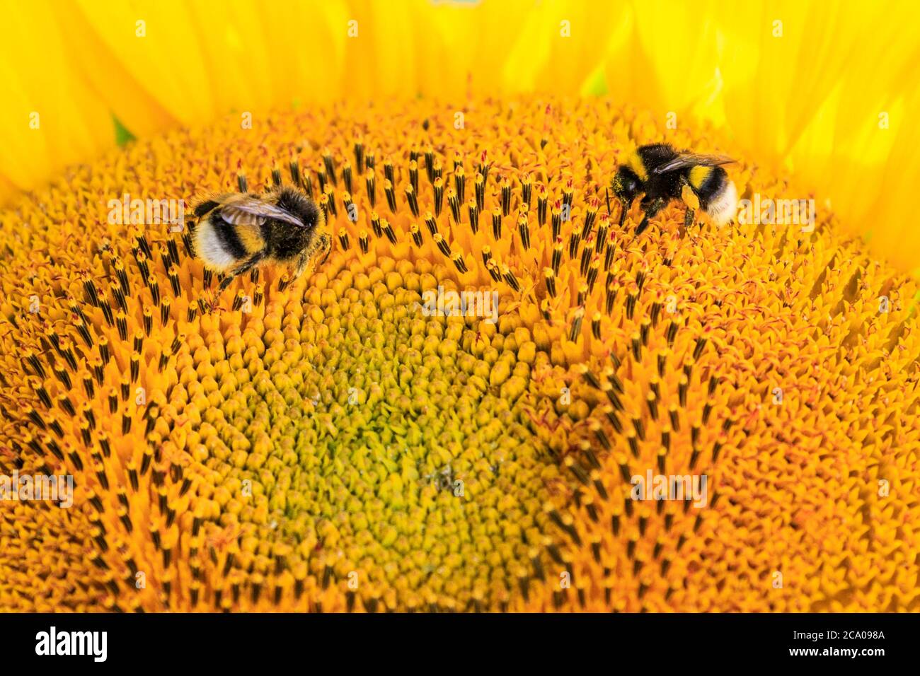 Pollen feast hi-res stock photography and images - Alamy