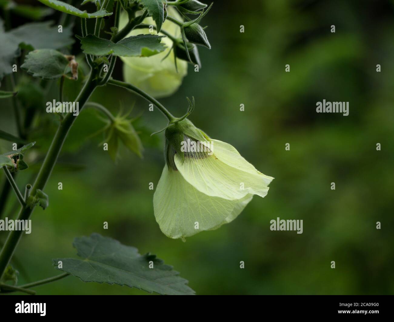 Yellow color flower of a weed plant in the mallow flowering plant ...