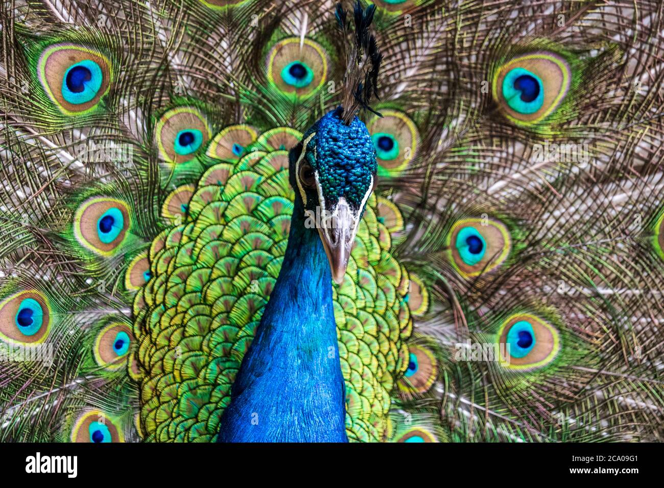 Peacock garden wallpaper hi-res stock photography and images - Alamy
