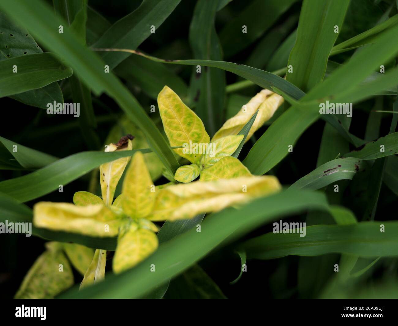 Weed plant with yellow color leaves in green grass selective focus ...