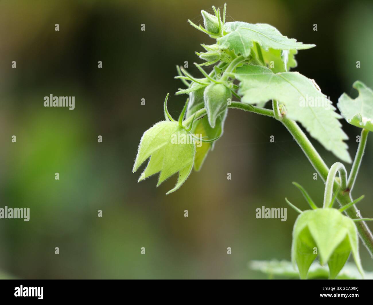 Seeds of a weed plant in the mallow flowering plant family Stock Photo ...