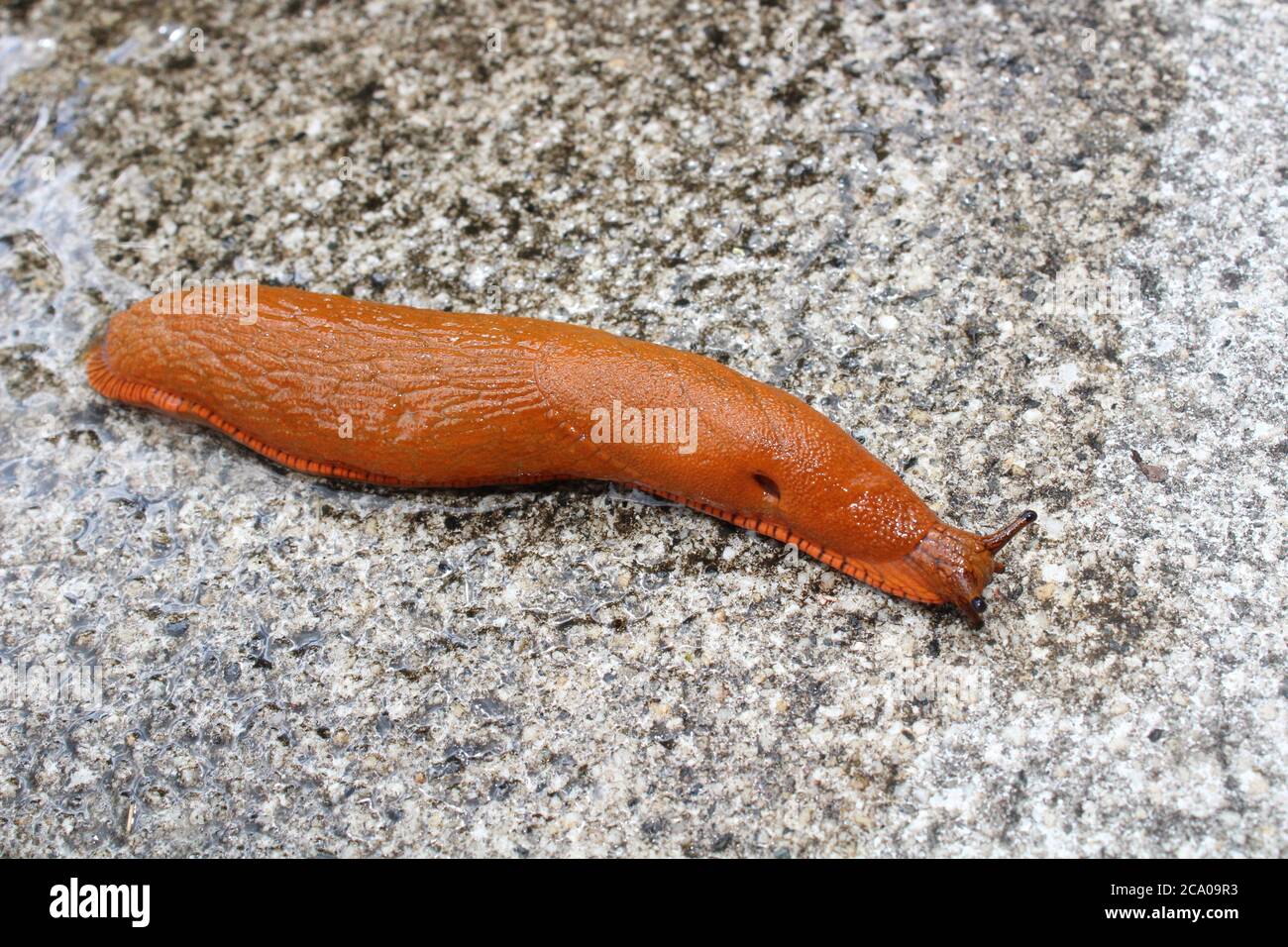 The picture shows a red snail on a wet stone floor Stock Photo - Alamy