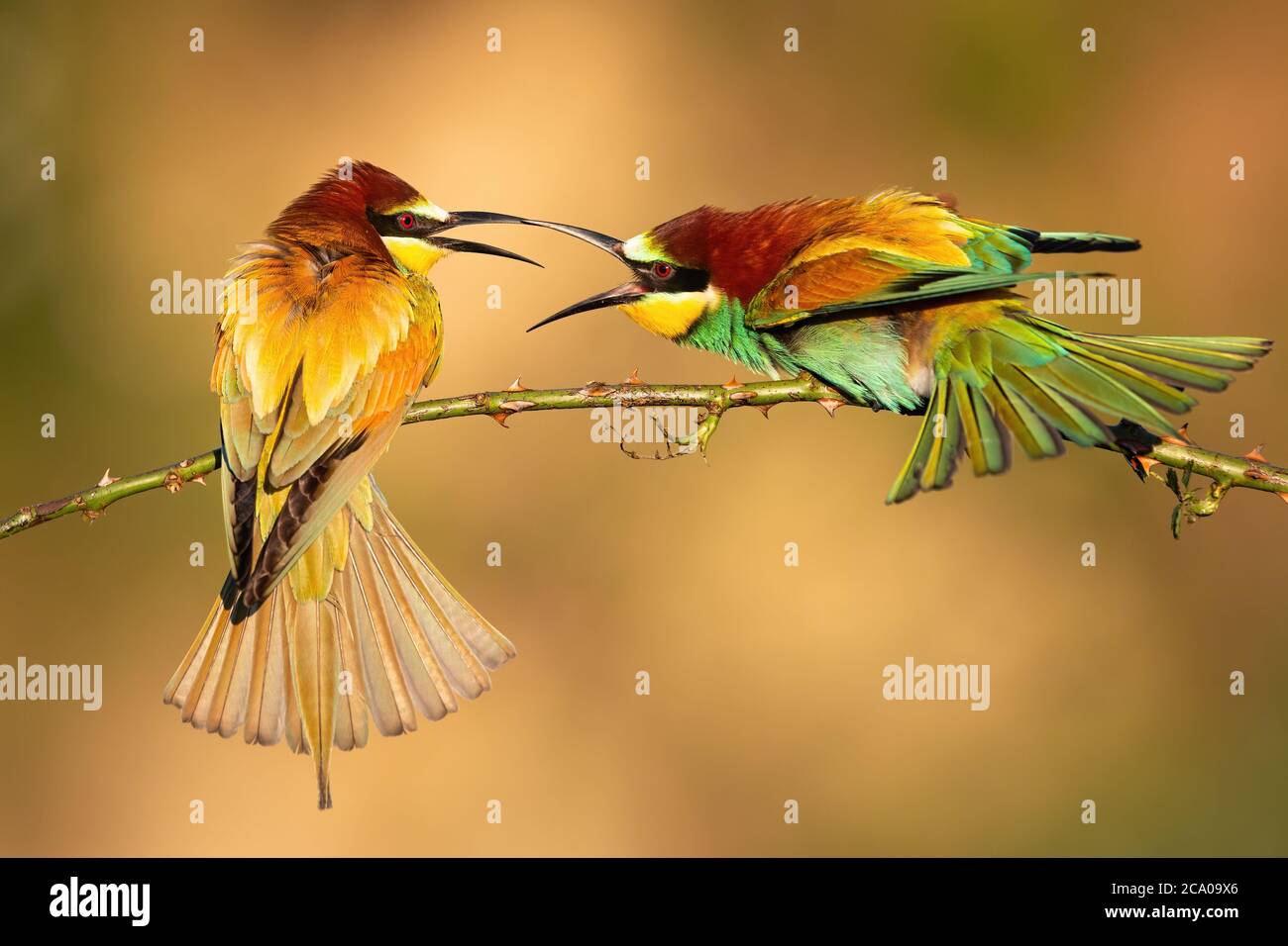 Two european bee-eaters fighting on branch in summer Stock Photo - Alamy