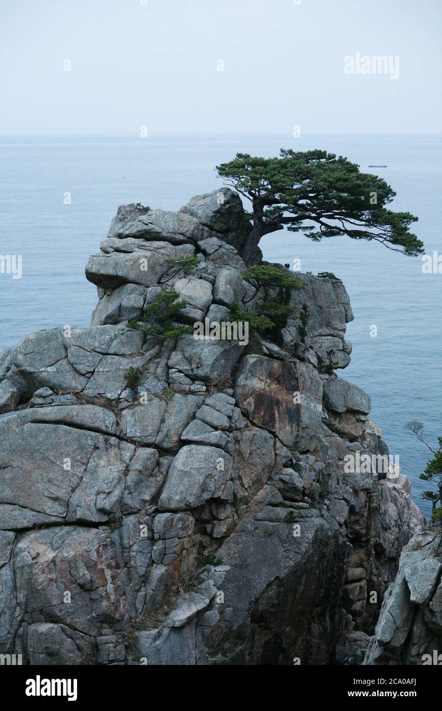 Pine trees grow on cliffs Stock Photo - Alamy