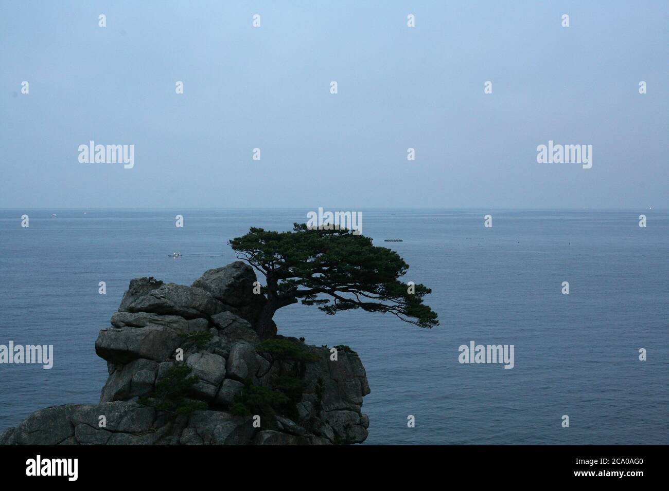 Pine trees grow on cliffs Stock Photo - Alamy