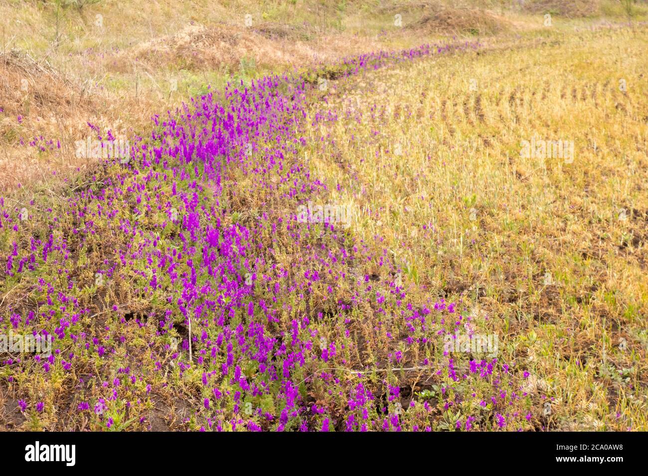 Beautiful lilac flowers on the outskirts of a wheat field Stock Photo ...