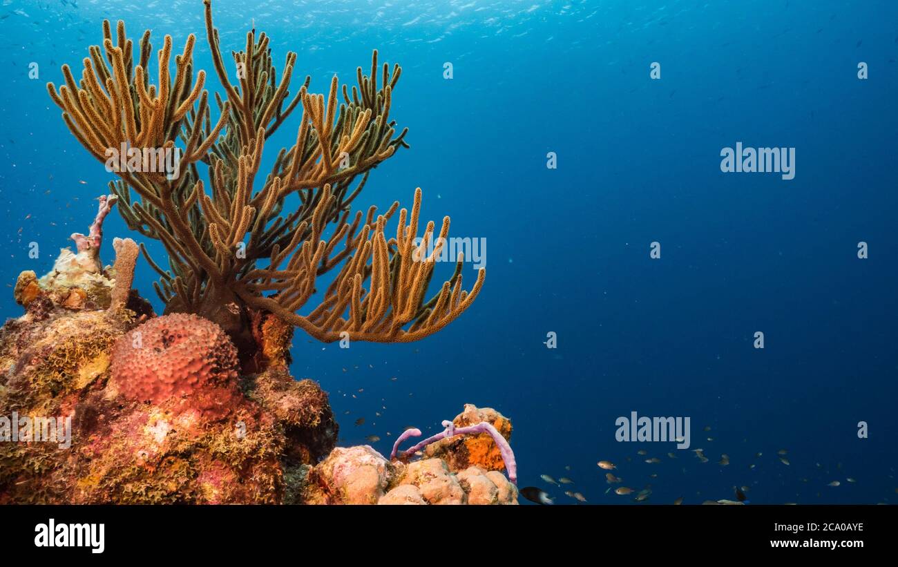 Seascape in turquoise water of coral reef in Caribbean Sea / Curacao ...