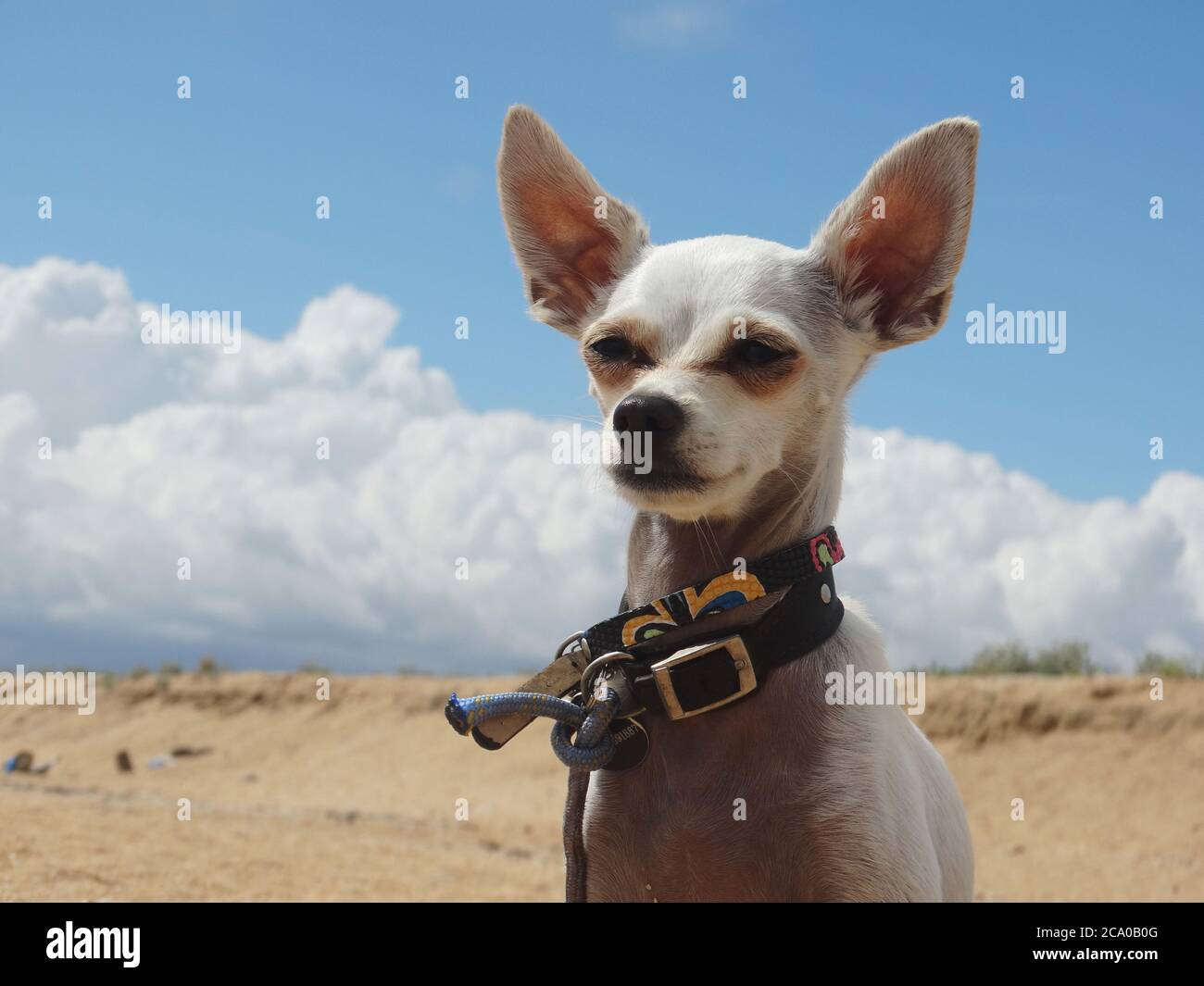 Squinting eye dog hi-res stock photography and images - Alamy