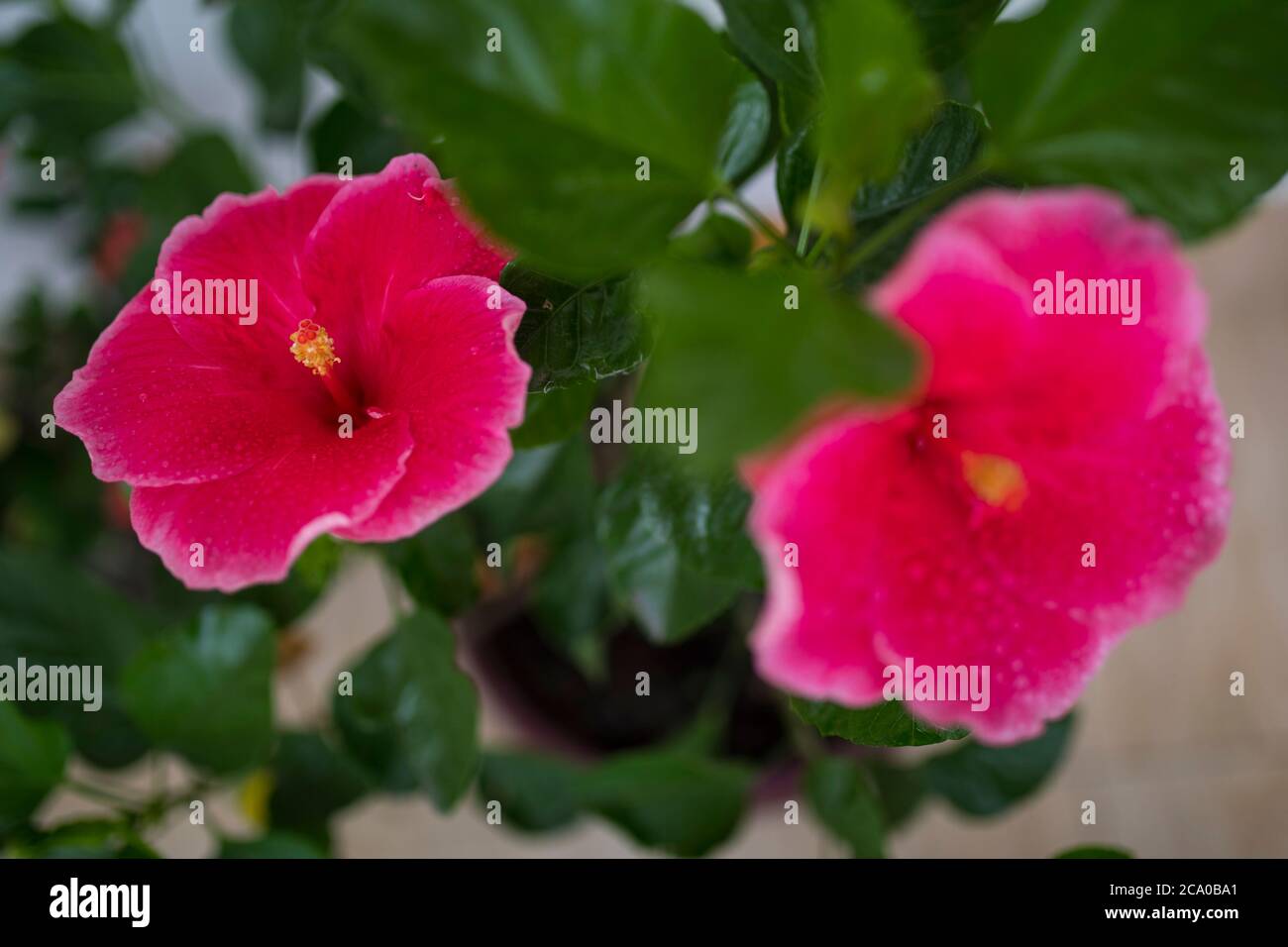China Rose Flower | Rosa Chinensis China – TZXPTR