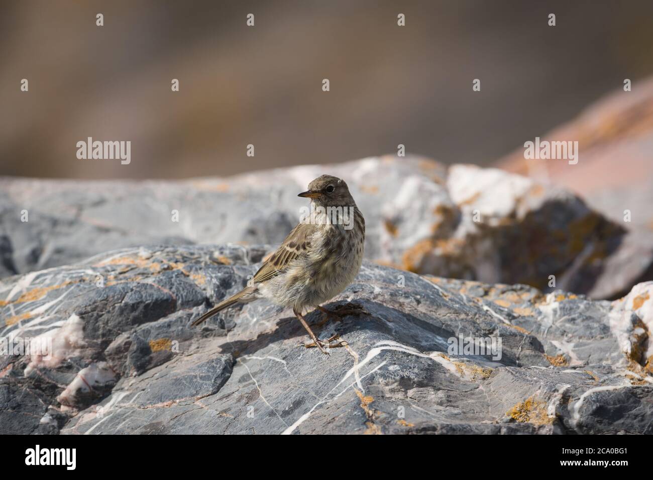 Juvenile rock pipit hi-res stock photography and images - Alamy