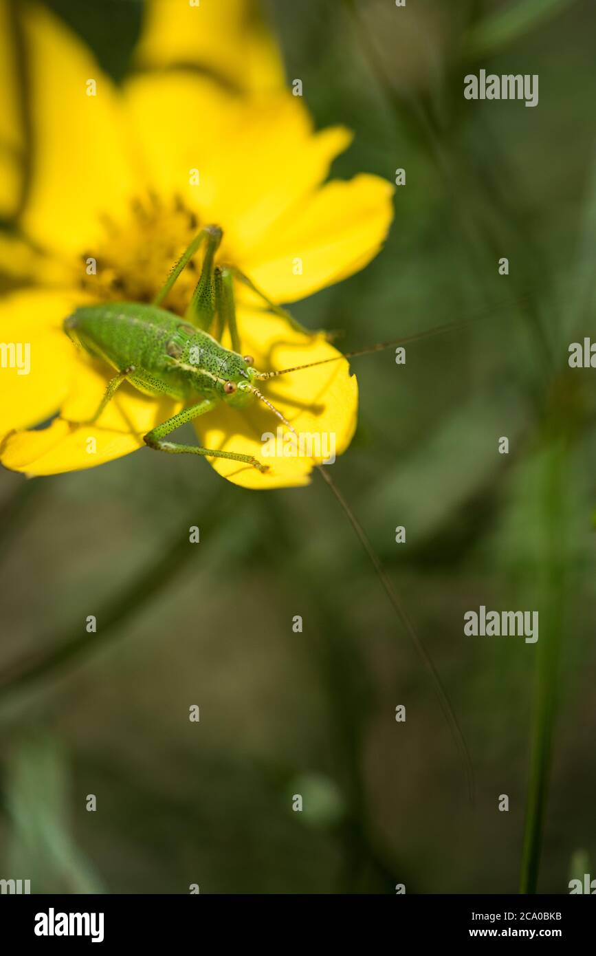 A speckled bush-cricket (Leptophyes punctatissima) on a coleopsis ...