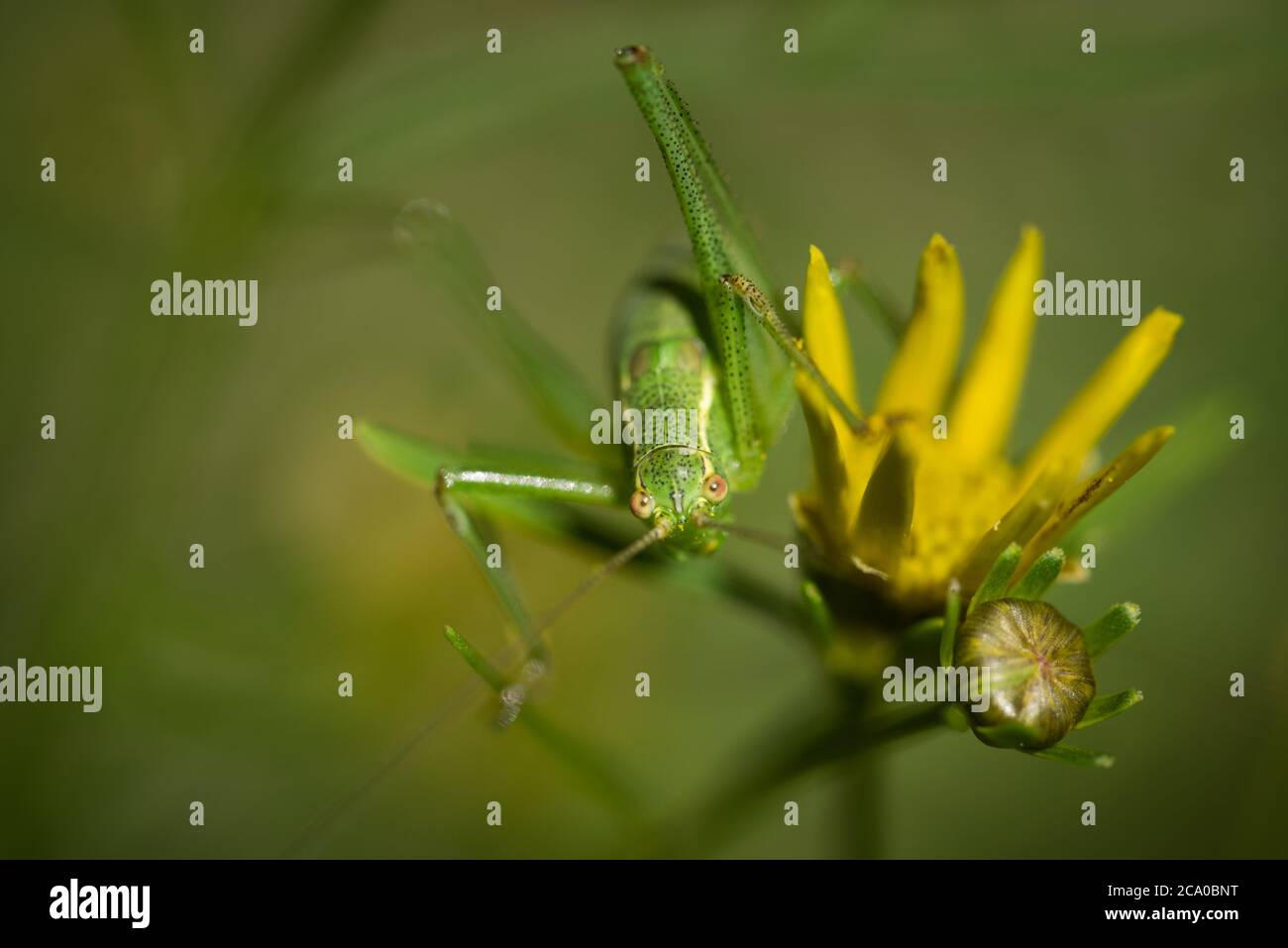 A speckled bush-cricket (Leptophyes punctatissima) on a coleopsis ...