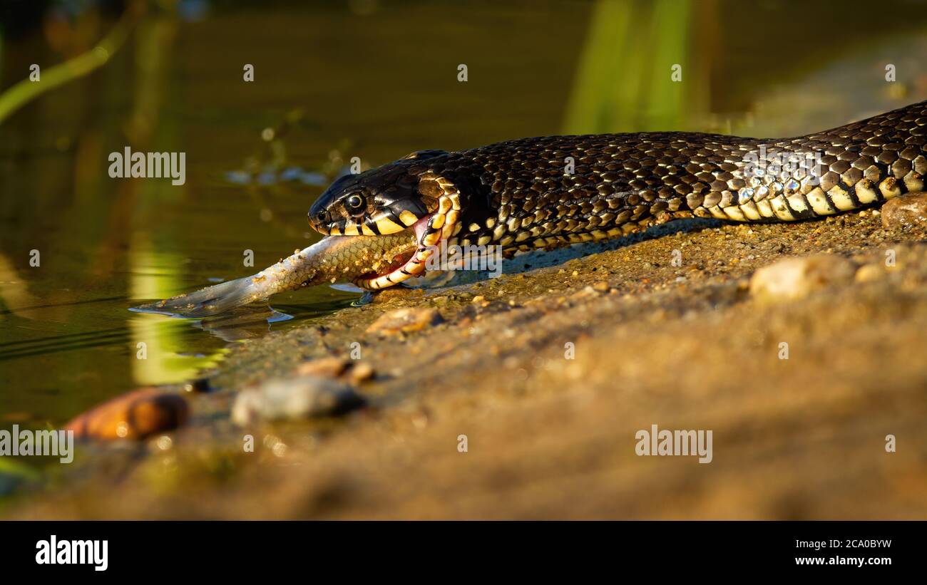 Grass snake eating prey hi-res stock photography and images - Alamy