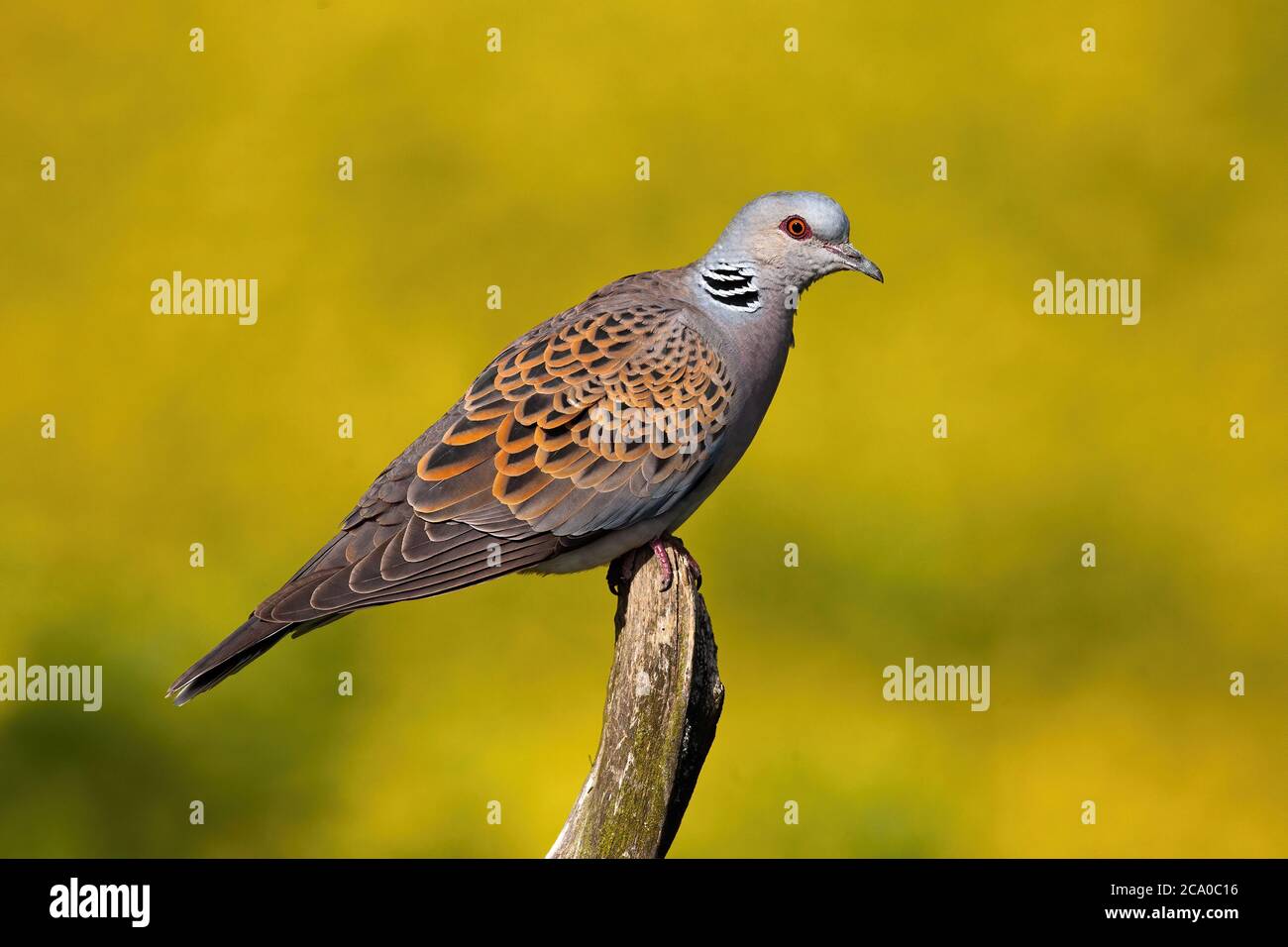 European turtle dove sitting on bough in summer nature Stock Photo - Alamy
